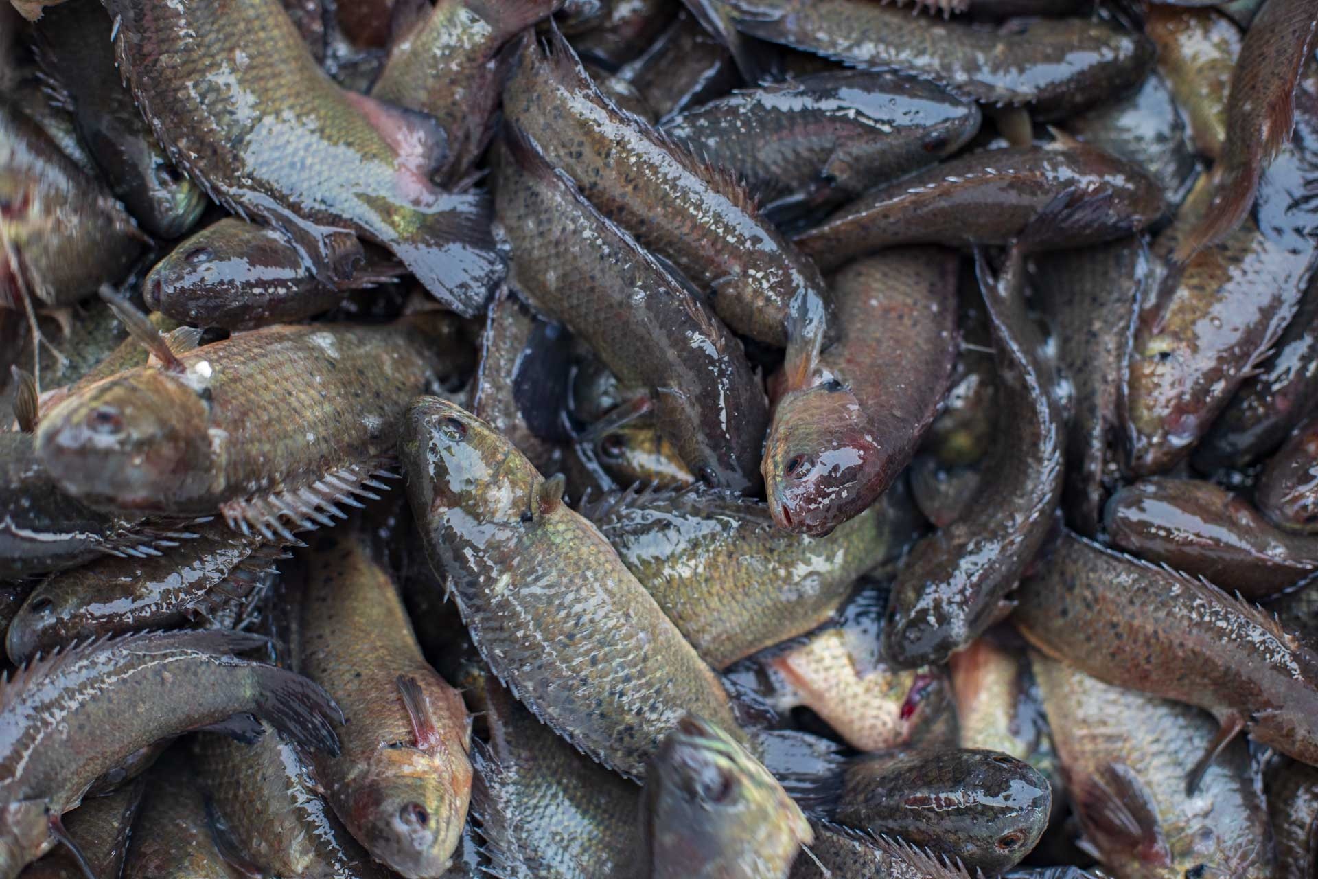 Koi / কৈ / Climbing Perch / Karoop : Buy online | freshtohome.com