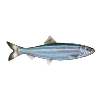 Atlantic herring / Wild Sardine : Buy online | freshtohome.com