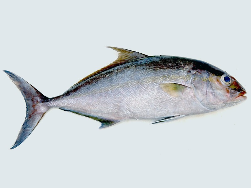 Butter Fish / Punnarameen (Soft as Butter) - Small - Whole : Buy online ...