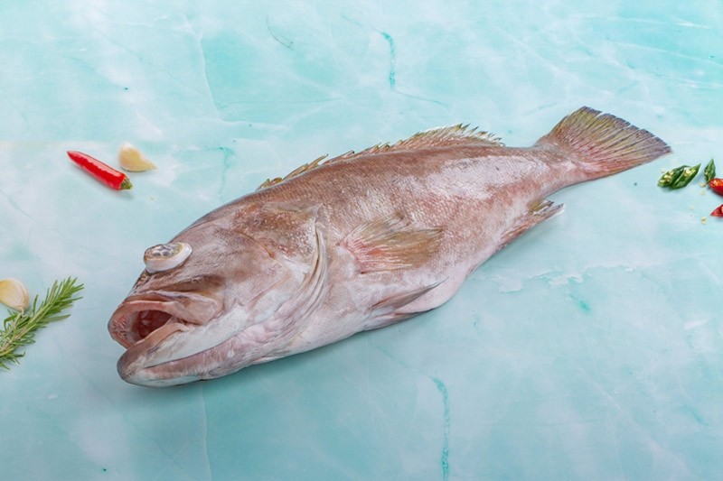 Grouper /هامور - متوسط الحجم / Reef Cod / Kalava (Medium) : Buy online ...