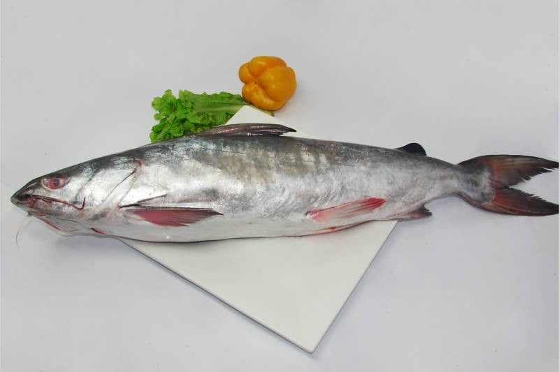 Marine Catfish/Etta Koori : Buy online | freshtohome.com