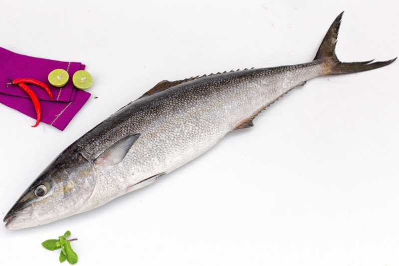 Marine Milk Fish / السلماني / Poomeen (Large) : Buy online ...