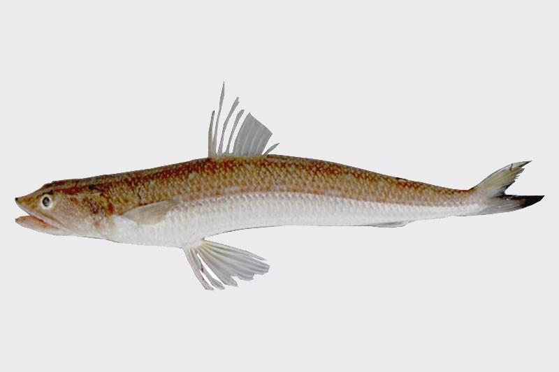 Lizard Fish / Macarona / Kada Varaal : Buy online | freshtohome.com