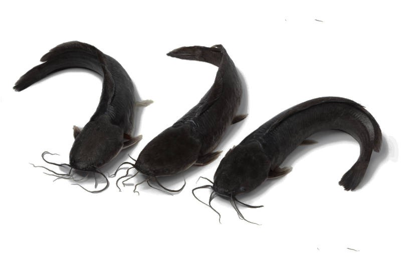 Marine Black Catfish / Kadal Kaari : Buy online | freshtohome.com
