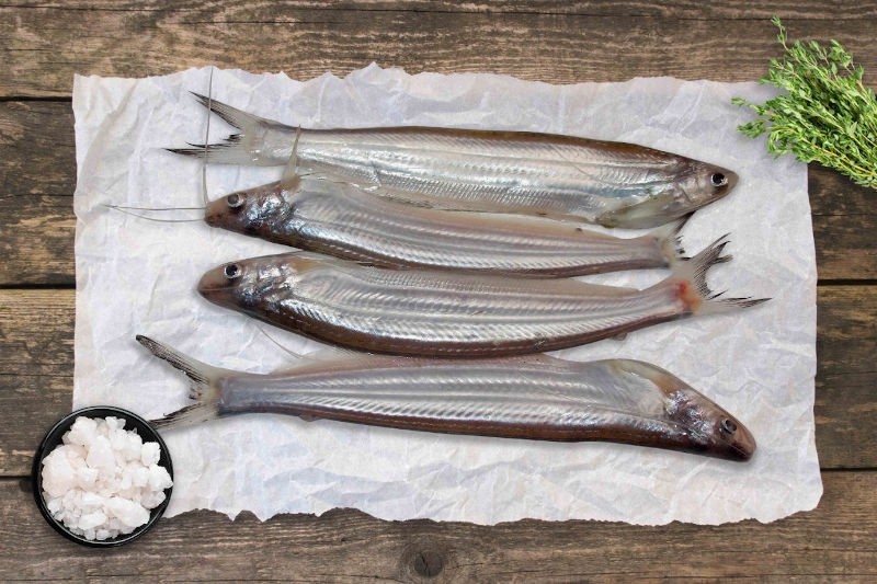 Kajili / Kajoli / Kajali / Gangetic Ailia : Buy online | freshtohome.com