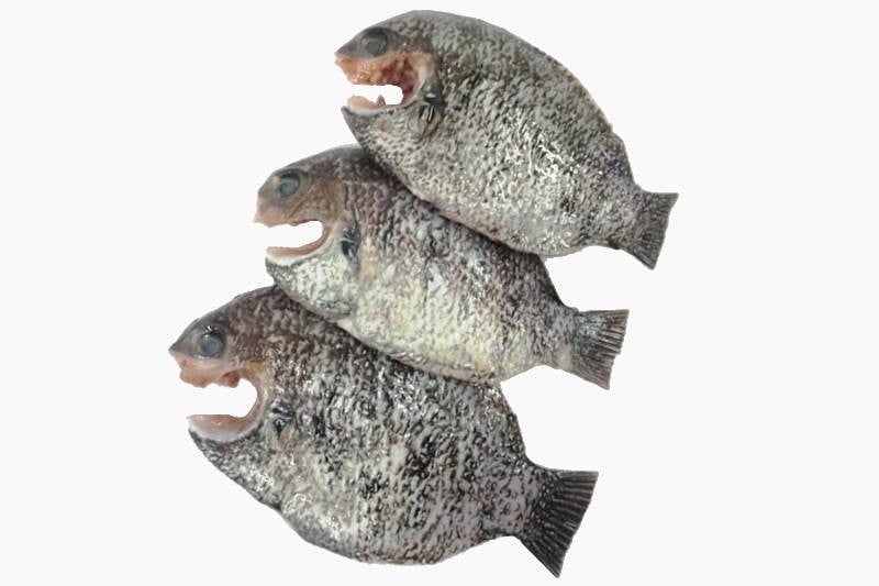 Pearl Spot / Karimeen / Koral (Large) - Whole cleaned : Buy online ...