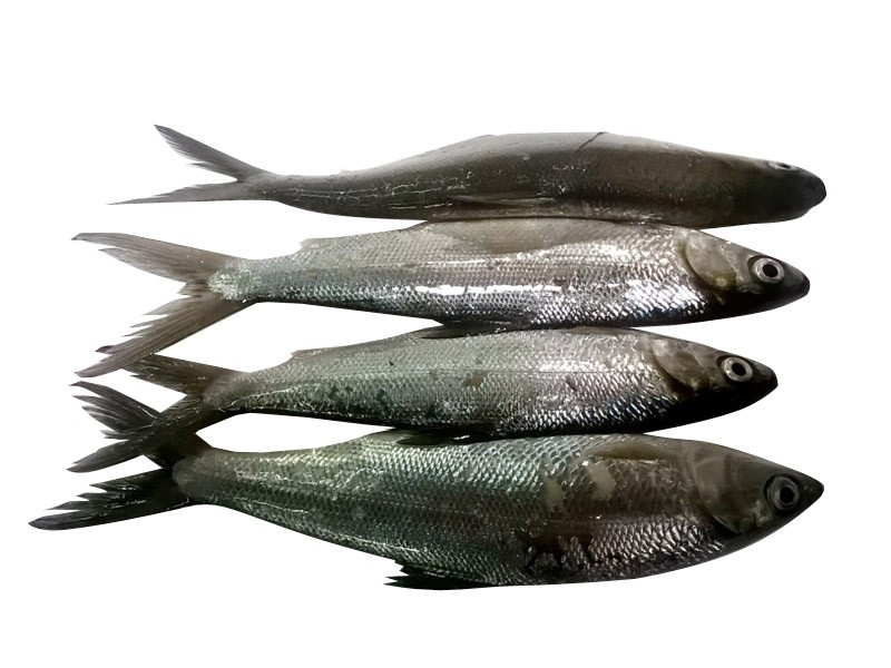 Fresh Water Milk Fish / Kayal Poomeen - Whole : Buy online ...
