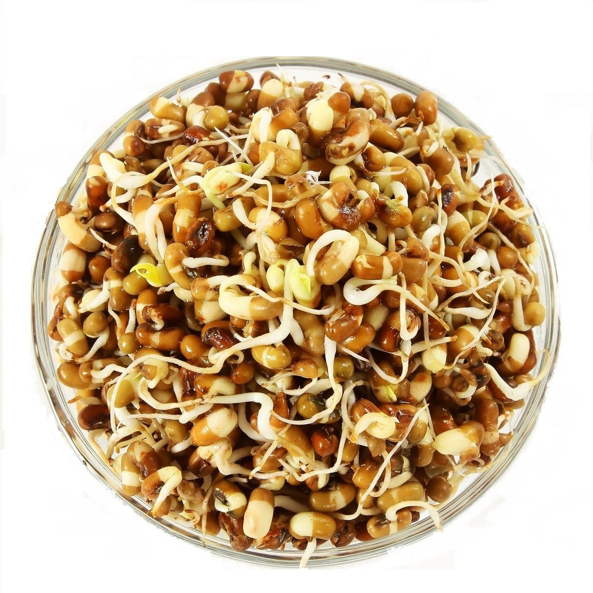 Moth bean sprouts - 200gm : Buy online | freshtohome.com