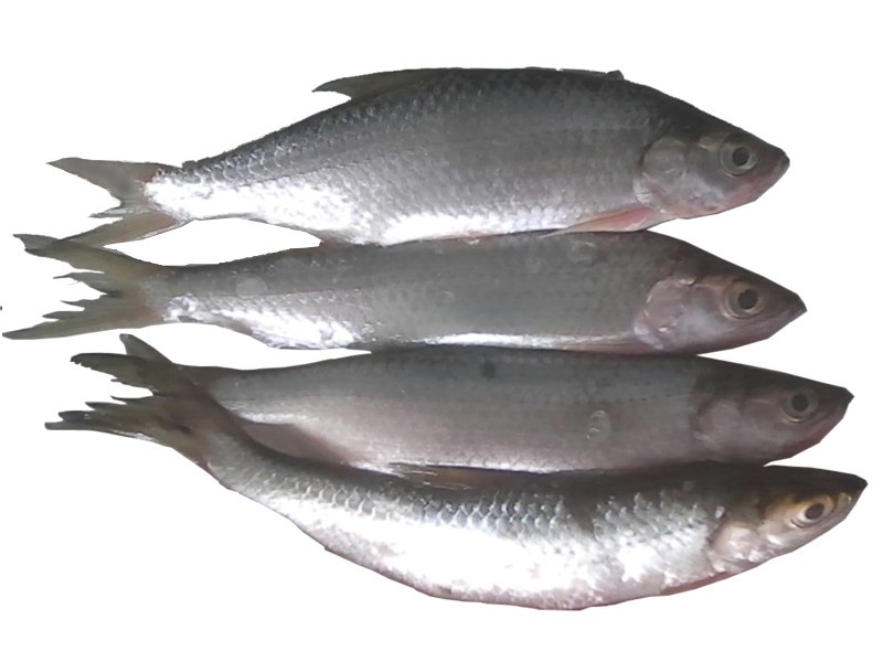 Mrigal Mach / Kanni Meen - Whole cleaned : Buy online | freshtohome.com