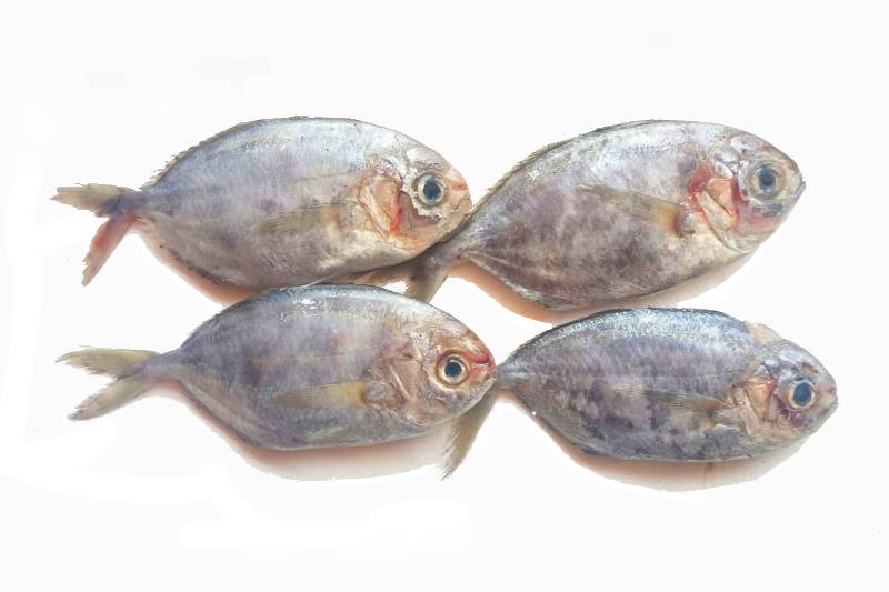 Neymeen Parava / سمك الجش الأبيض : Buy online | freshtohome.com