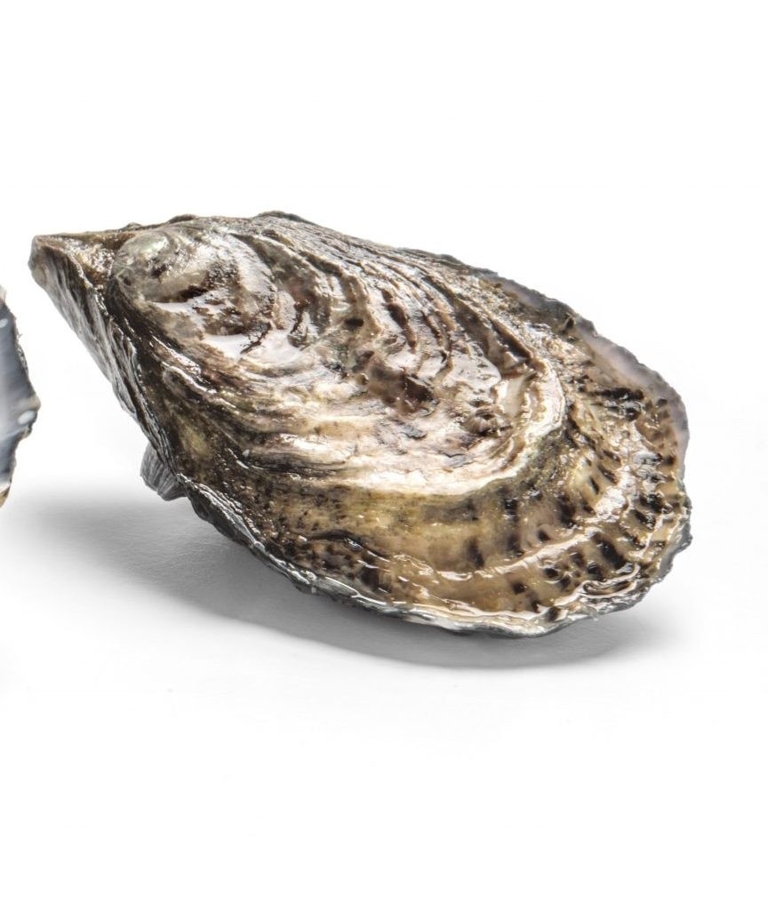 Oyster Whole with Shell - 1 Piece : Buy online | freshtohome.com