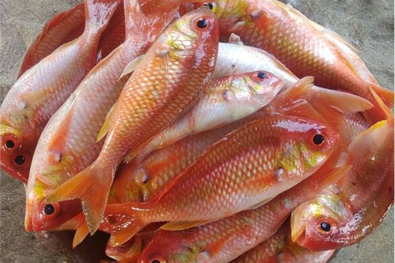 Pink Snapper / Kaarikattu Meen - Whole (As is without cleaning and ...