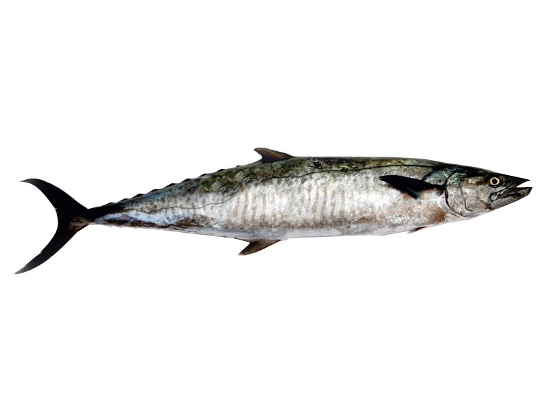 Premium Cochin Seer Fish/Surmai/Neymeen : Buy online | freshtohome.com