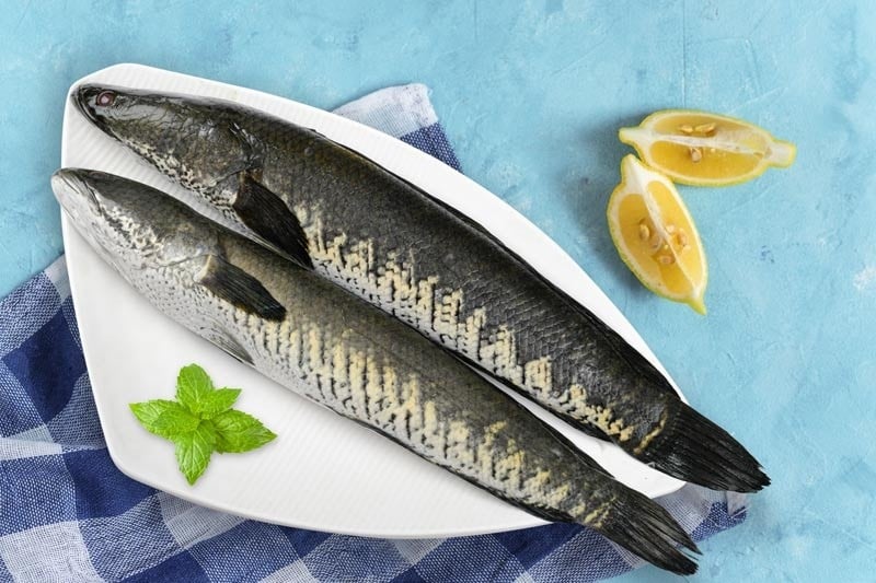 Snake Head Fish / Varaal / Kannan / كنعان : Buy online | freshtohome.com