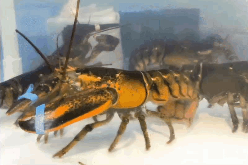 **Pre-Order** Live Rock Lobster (700g to 750g Size) : Buy online ...