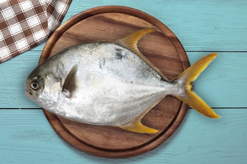 Yellow Pomfret / سمك السبن /Valavadi : Buy online | freshtohome.com