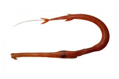 Red Cornet Fish : Buy online | freshtohome.com