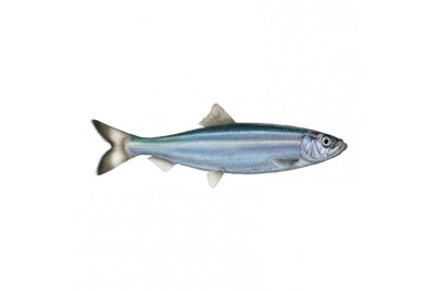 Atlantic herring / Wild Sardine : Buy online | freshtohome.com