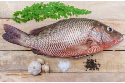 Freshwater Red Snapper / Chempalli / Hamra - Whole : Buy online ...