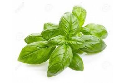 Basil Green - Pack of 20g : Buy online | freshtohome.com
