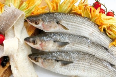 Parshe Fish / পারশে / Shorda/ Gold Spot mullet (Kolkata/Malancha ...