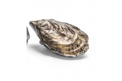 Oyster Whole with Shell - 1 Piece : Buy online | freshtohome.com