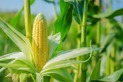 Sweet Corn Dole (CN) 1 Unit : Buy online | freshtohome.com