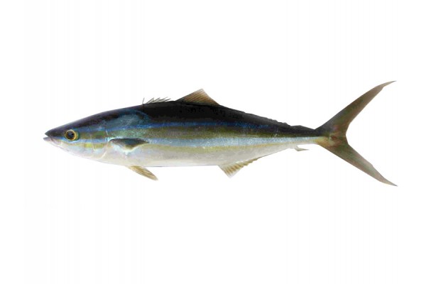 FreshToHome - Buy Fresh Fish Online