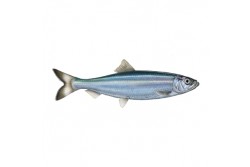 Atlantic herring / Wild Sardine : Buy online | freshtohome.com