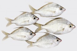 Long Rayed Silver Biddy / Badah / Pranjil : Buy online | freshtohome.com