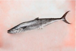 Seer Fish / King Fish / Kanaad / Neymeen (Medium) : Buy online ...