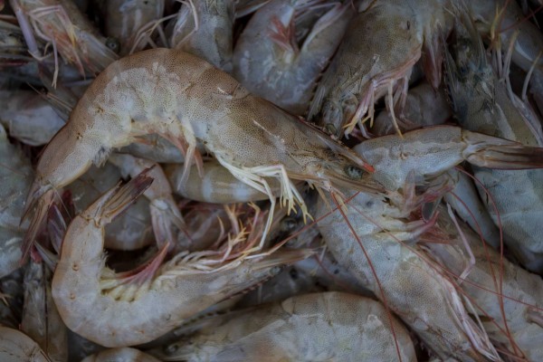 Bengal Desi White Prawns / Naaran / Chapra Chingri - Whole (Not Cleaned ...