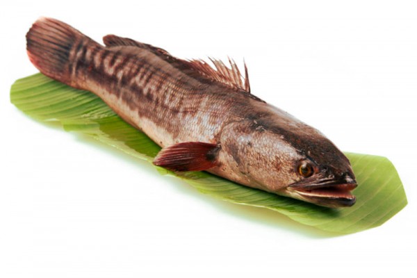 River Sole Fish